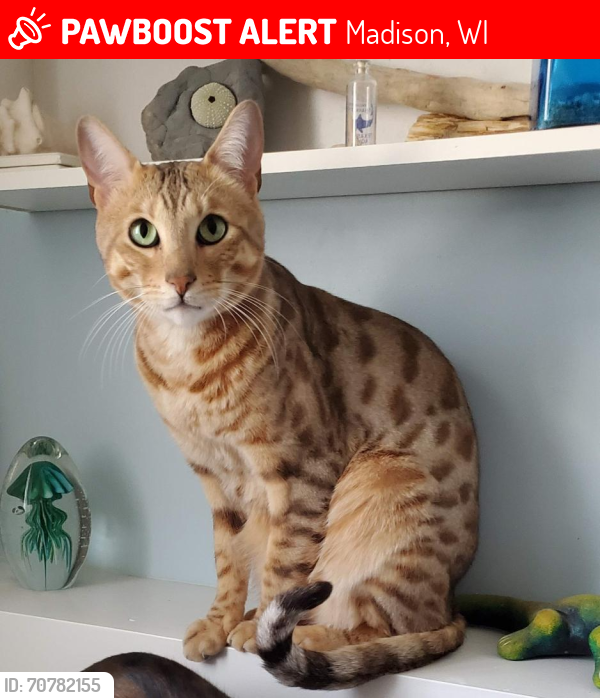 Madison, WI Lost Male Cat, Diego Is Missing | PawBoost
