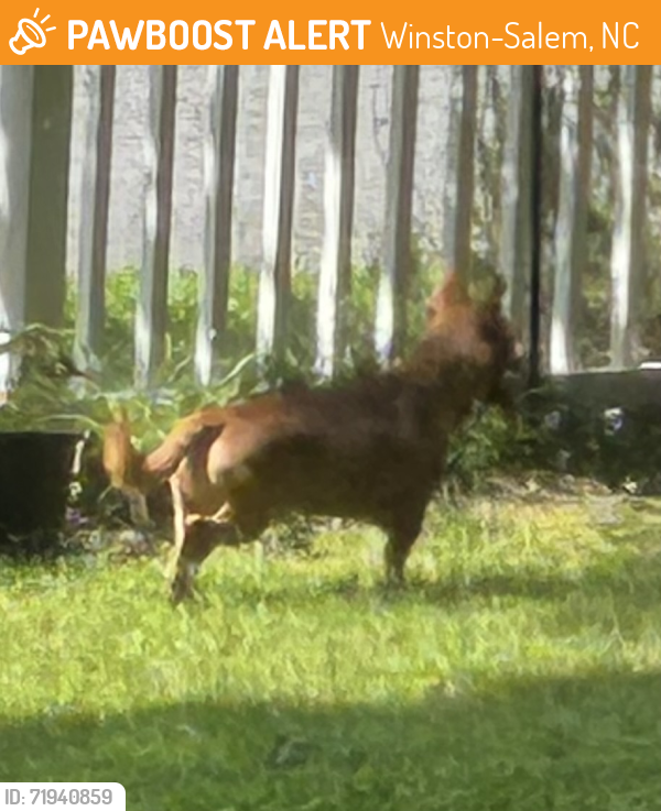 Winston-Salem, NC Stray Male Dog Found Near Headed north on Konnoak ...