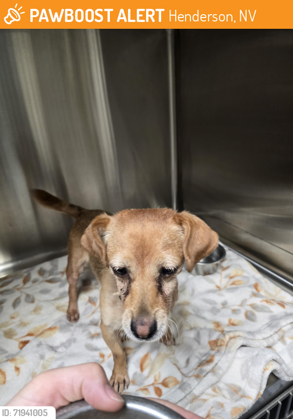 Henderson, NV Stray Female Dog Found Near Jefferson blvd | PawBoost