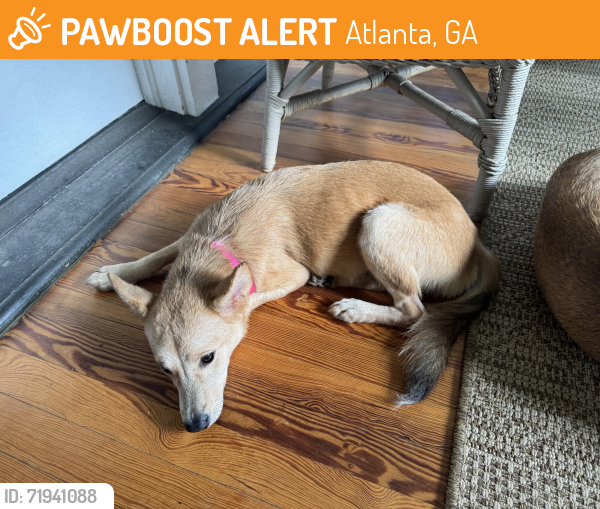Atlanta, GA Stray Female Dog Found Near Maddox Drive | PawBoost