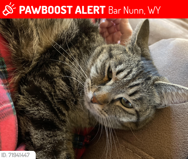 Deceased Female Cat in Bar Nunn, WY 82601 (ID: 71941447) | PawBoost