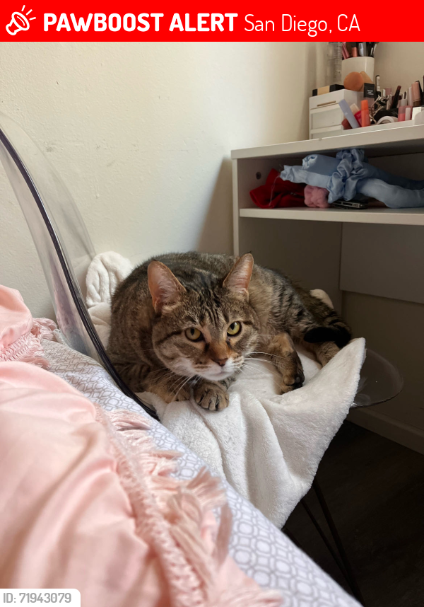 San Diego, CA Lost Female Cat, Mimi Is Missing | PawBoost