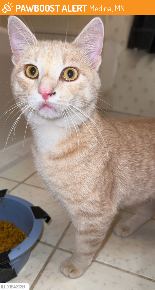 Medina, MN Stray Male Cat Found Near Between pioneer trail and ...