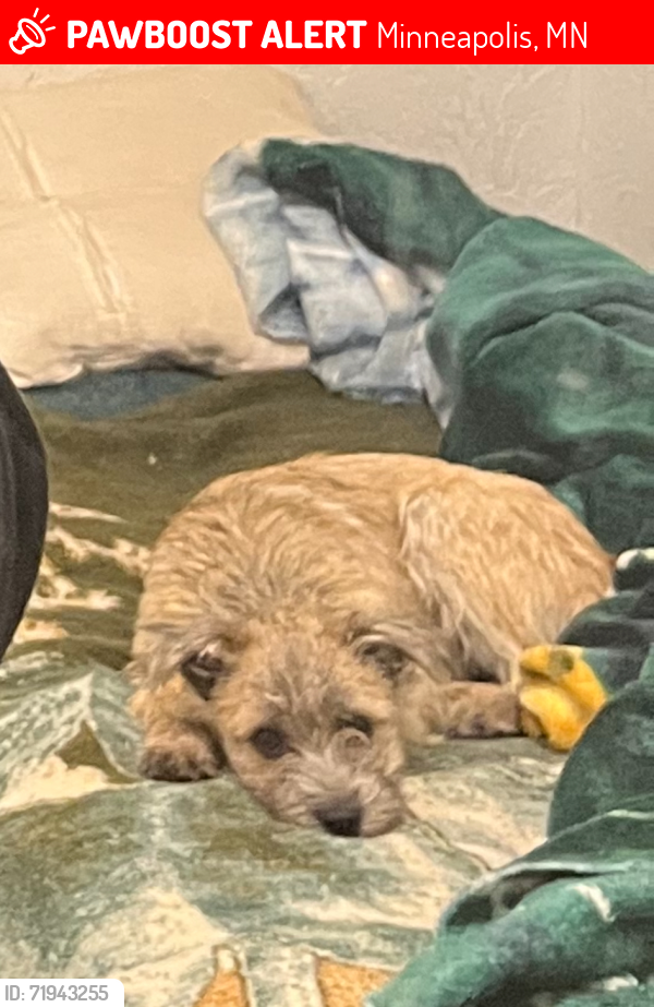 Minneapolis, MN Lost Male Dog, Devin Inamagua Is Missing | PawBoost