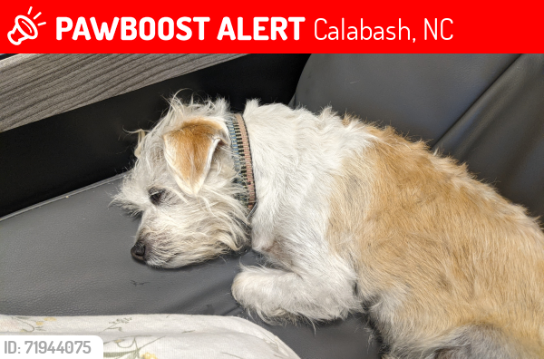Calabash, NC Lost Female Dog, Twinkie Is Missing | PawBoost