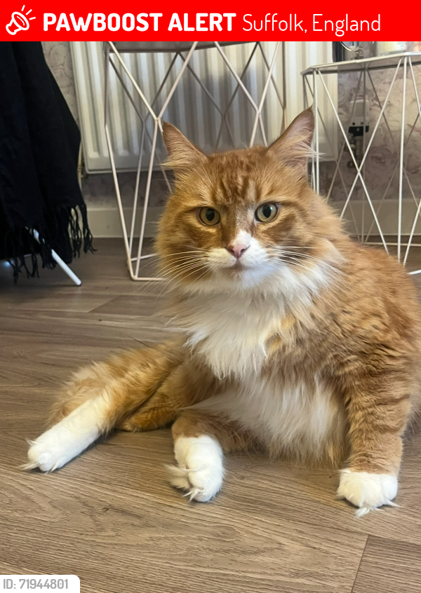 Suffolk, England Lost Male Cat, Kevin Is Missing | PawBoost