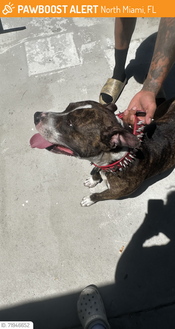 North Miami, FL Stray Male Dog Found Near 135th Street nmb | PawBoost