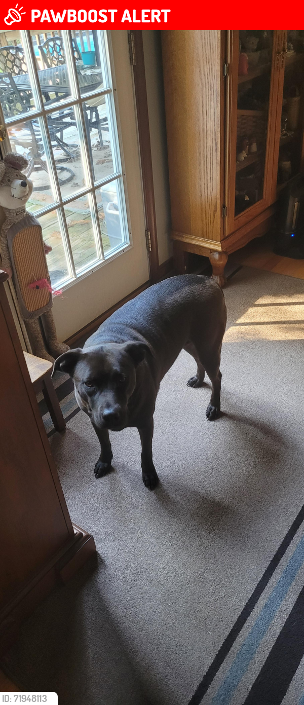 King and Queen County, VA Lost Female Dog, Koko Is Missing | PawBoost