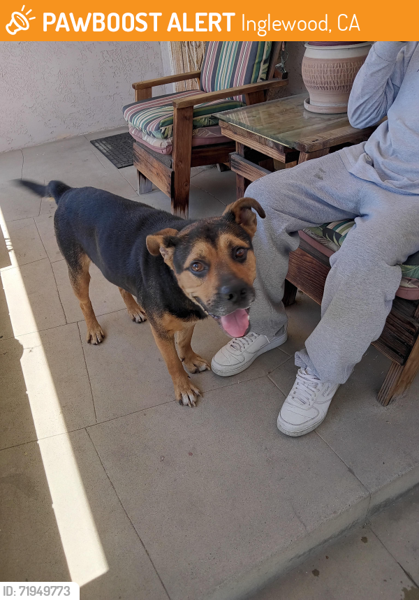 Inglewood, CA Stray Male Dog Found Near 8th Ave & Crenshaw | PawBoost
