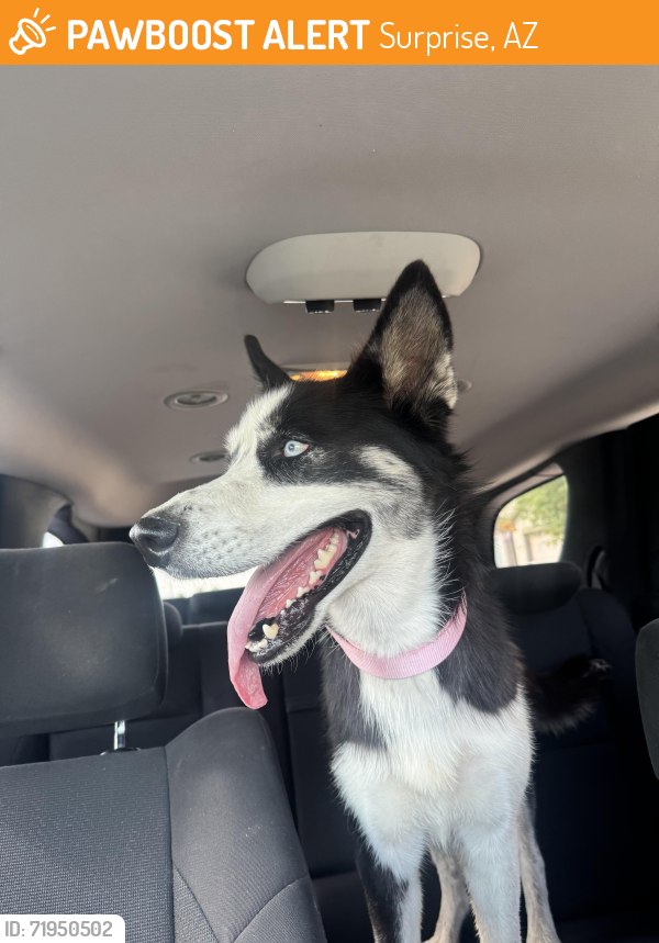 Surprise, AZ Stray Female Dog Found Near Jerry st surprise | PawBoost