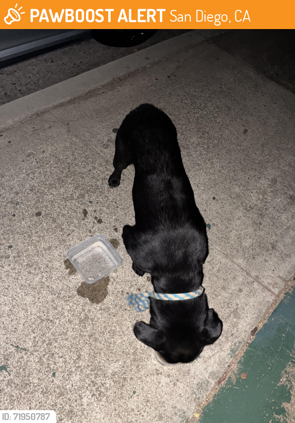 San Diego, CA Stray Male Dog Found Near Sandrock rd | PawBoost