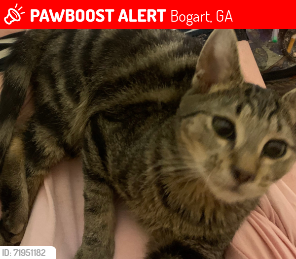 Bogart, GA Lost Male Cat, Nugget Is Missing | PawBoost
