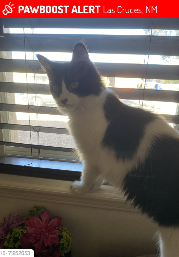 Las Cruces, NM Lost Female Cat, Oreo Is Missing | PawBoost
