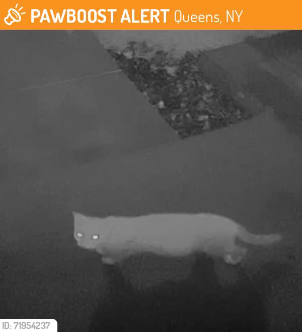 Queens, NY Stray Cat Found Near Sacred Heart Catholic Church | PawBoost