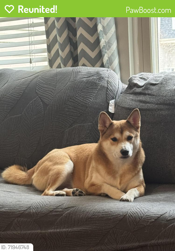 Reunited Female Dog in Virginia Beach, VA 23462 (ID: 71946748) | PawBoost