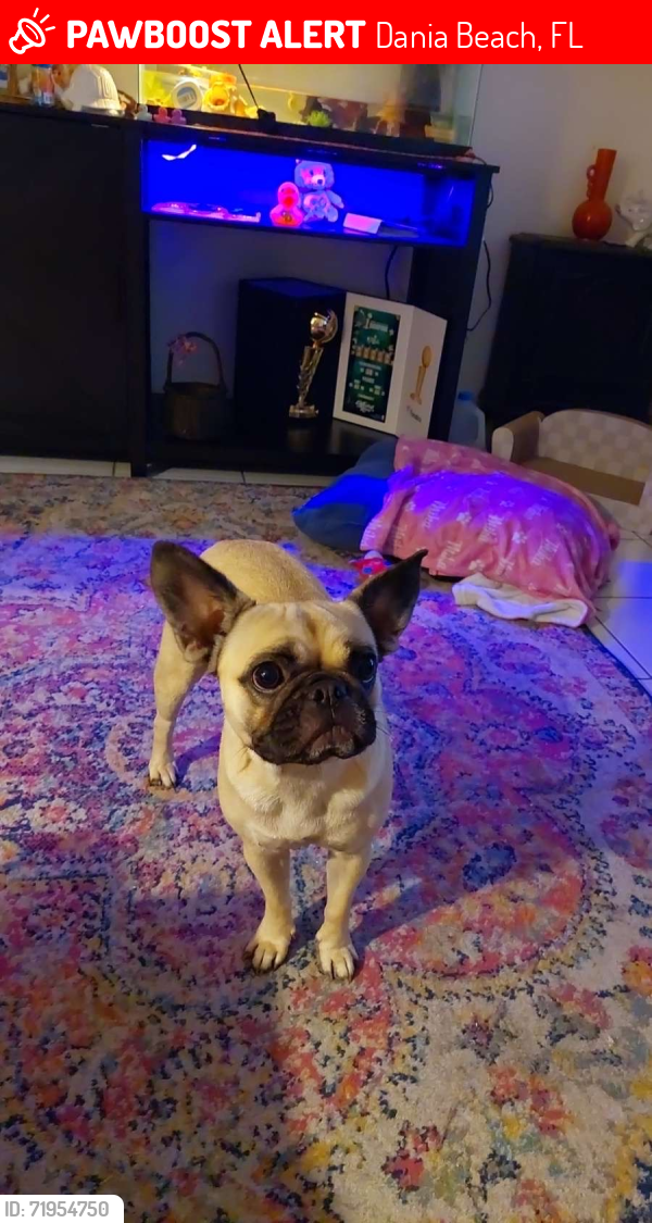 Dania Beach, FL Lost Female Dog, Mika Is Missing | PawBoost