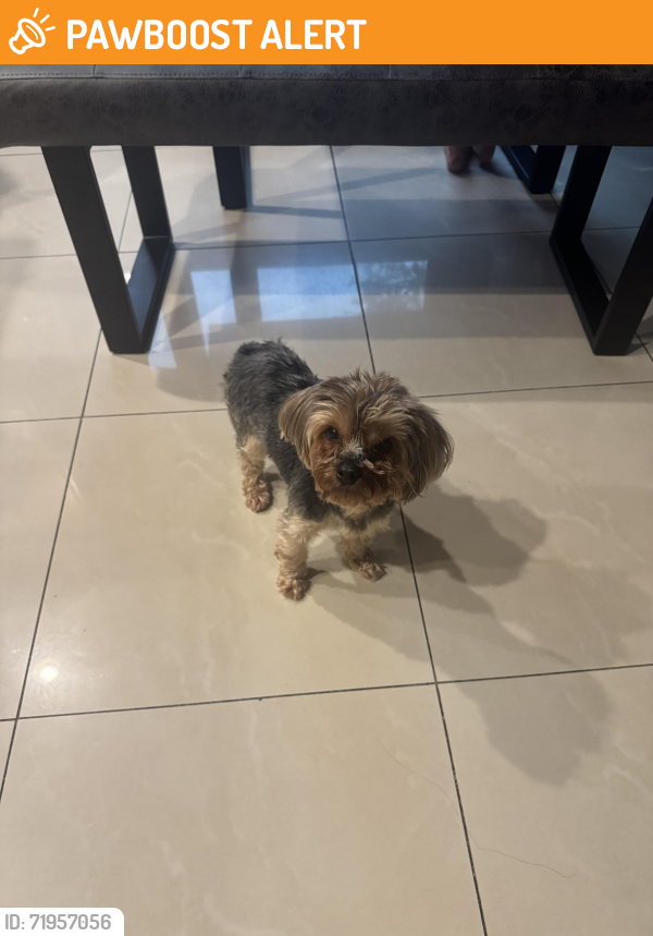 Palm Beach County, FL Stray Female Dog Found Near Terracina | PawBoost