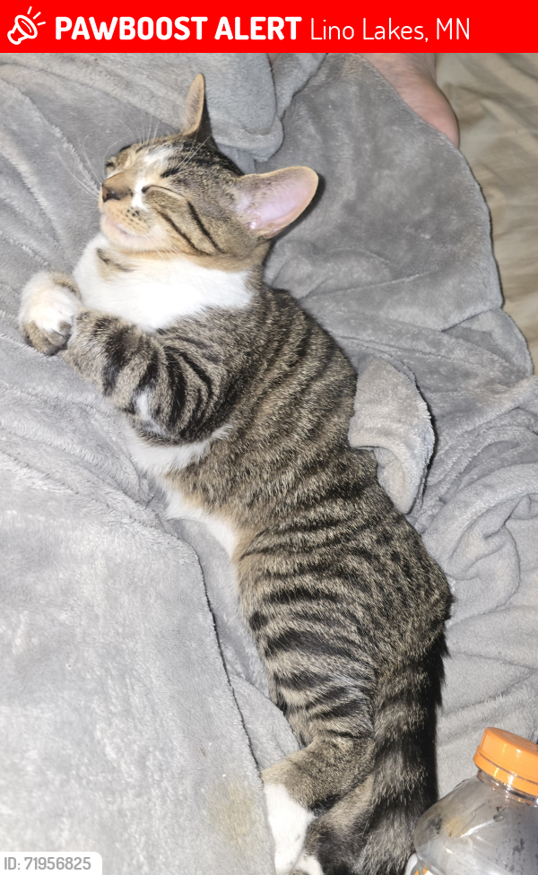 Lino Lakes, MN Lost Male Cat, Dough Boy Is Missing | PawBoost