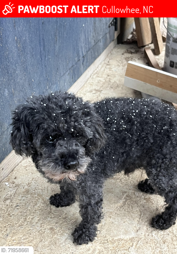 Cullowhee, NC Lost Male Dog, Skippy Is Missing | PawBoost