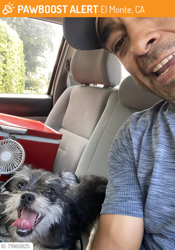 El Monte, CA Stray Female Dog Found Near Off Ramona across from the ...