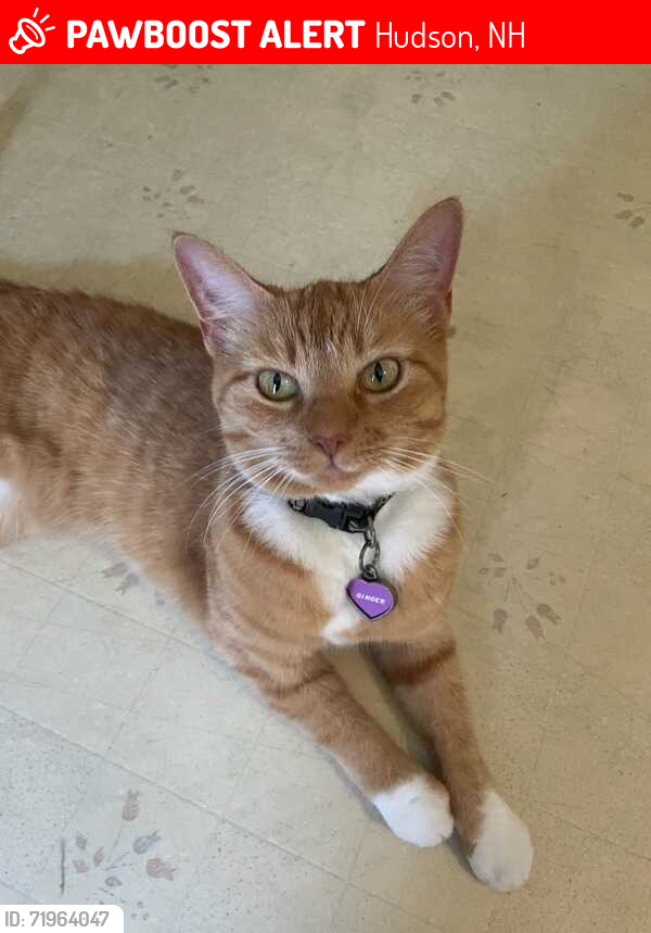 Hudson, NH Lost Female Cat, Ginger Is Missing | PawBoost