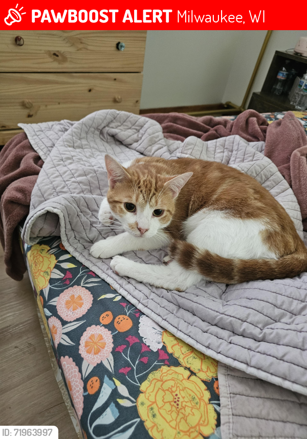Milwaukee, WI Lost Male Cat, Kendrick Lemeow Is Missing | PawBoost