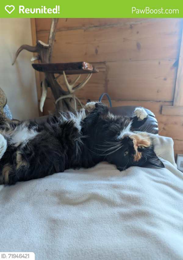 Reunited Female Cat in Hayden, ID 83835 (ID: 71946421) | PawBoost