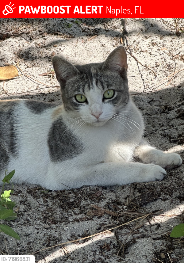 Naples, FL Lost Female Cat, Missy Is Missing | PawBoost