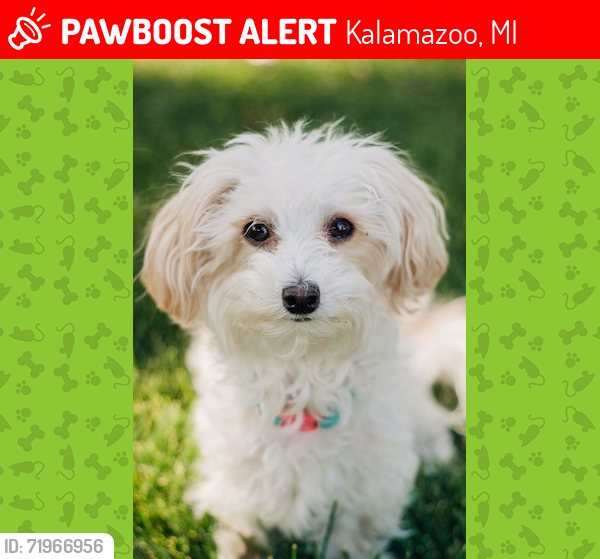 Kalamazoo, MI Lost Female Dog, Molly Is Missing | PawBoost