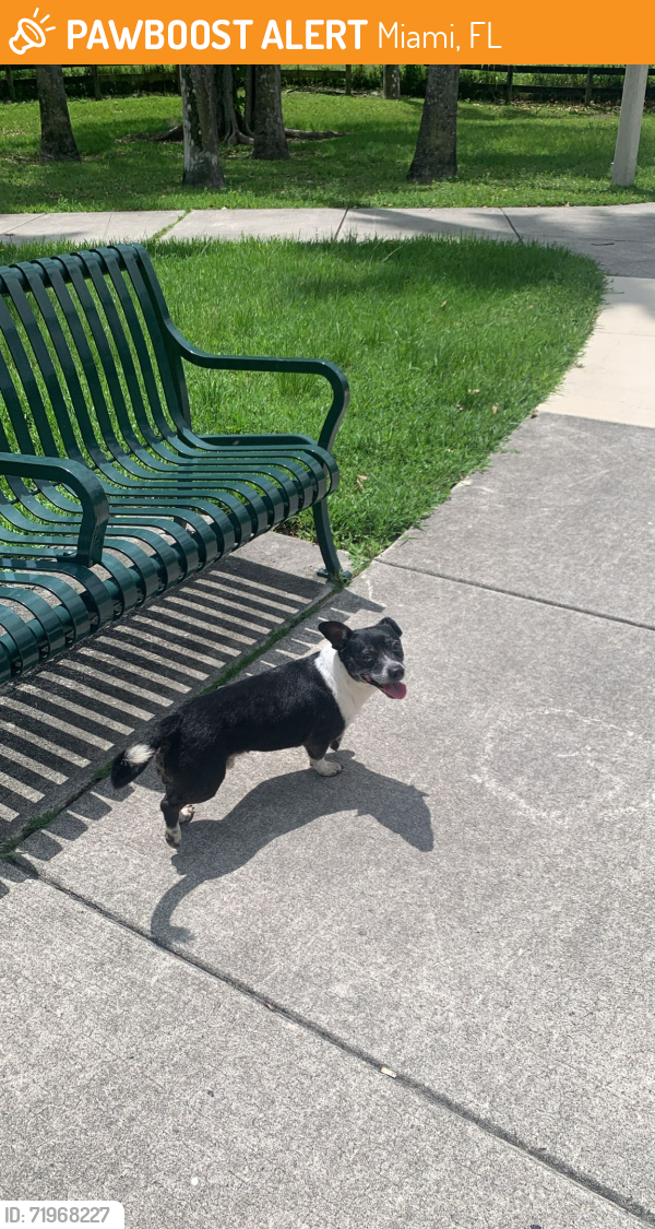 Miami, FL Stray Male Dog Found Near Biscayne Shores Park NE 116th St ...