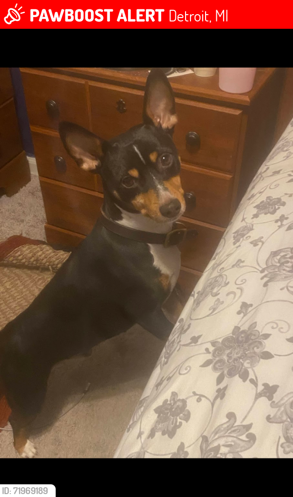 Detroit, MI Lost Male Dog, Chapo Is Missing | PawBoost