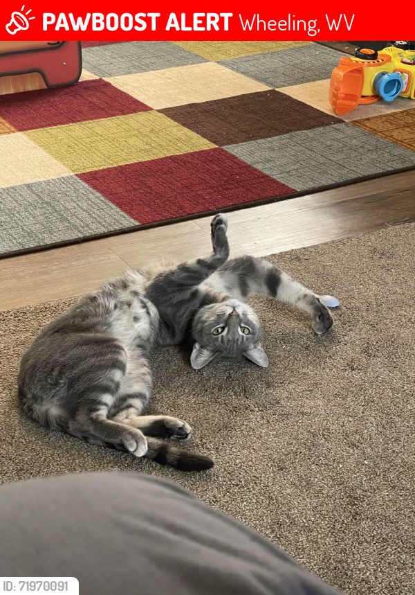 Wheeling, WV Lost Male Cat, Lynx Is Missing | PawBoost