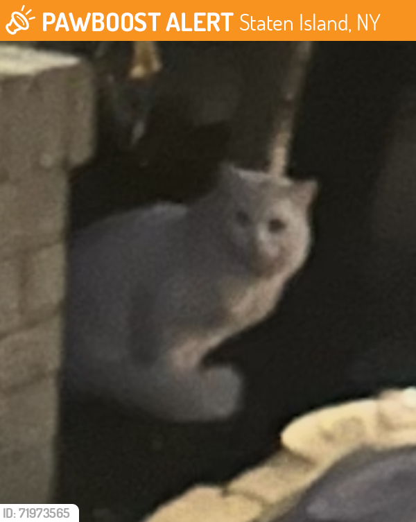 Staten Island, NY Stray Cat Found Near Jewett Ave | PawBoost