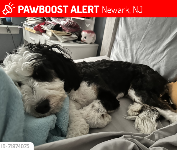 Newark, NJ Lost Female Dog, Bella Is Missing | PawBoost