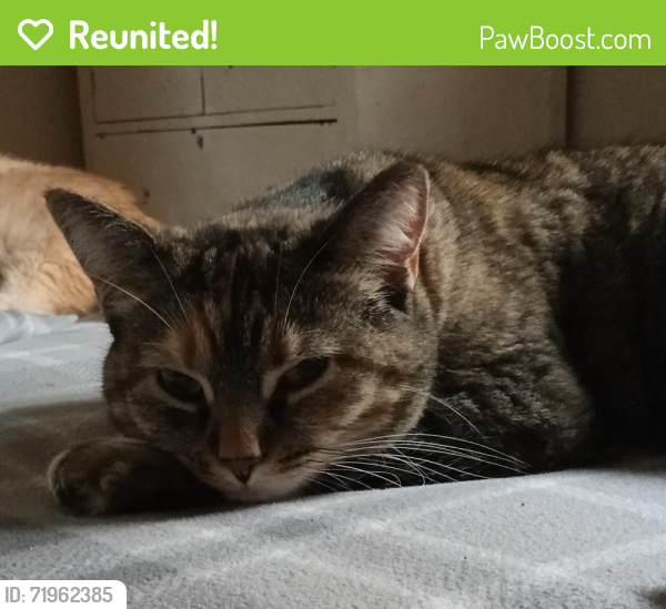 Reunited Female Cat in Milwaukee, WI 53219 (ID: 71962385) | PawBoost