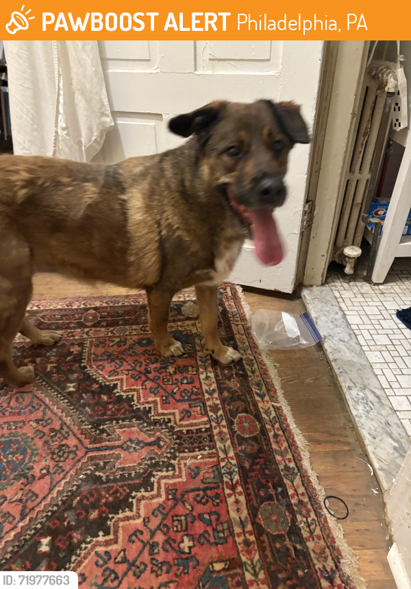 Rehomed Female Dog in Philadelphia, PA 19104 (ID: 71977663) | PawBoost