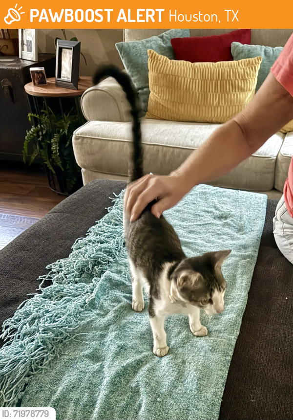 Houston, TX Stray Male Cat Found Near Huffmeister | PawBoost