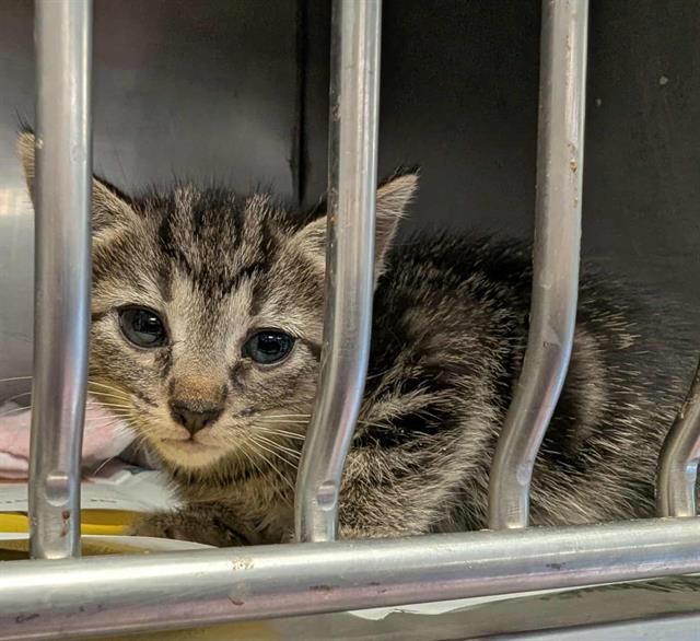Columbia, SC Lost Female Cat, Siren Is Missing | PawBoost