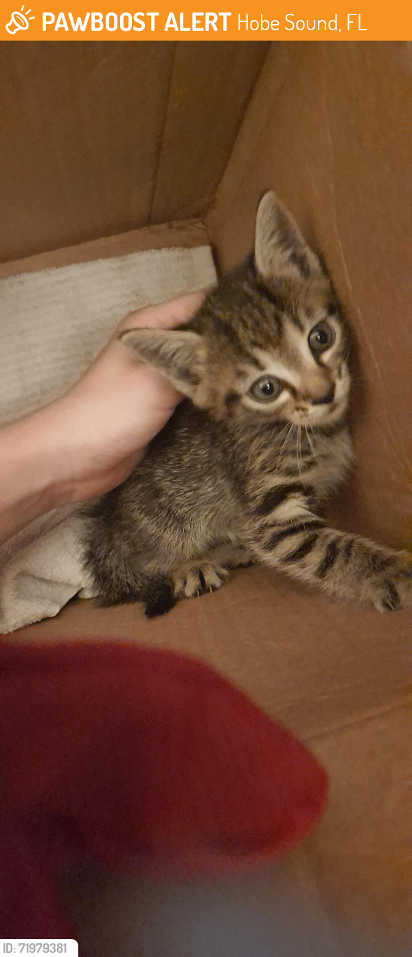 Hobe Sound, FL Stray Cat Found Near zeus park | PawBoost