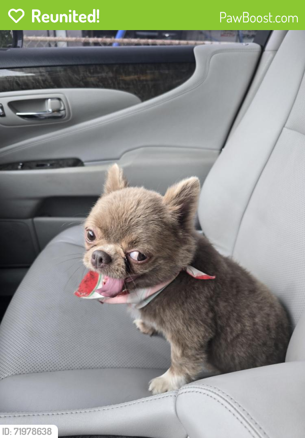 Reunited Male Dog in Davie, FL 33314 (ID: 71978638) | PawBoost
