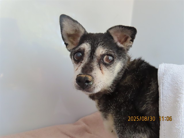 Shelter Removed Male Dog in Phoenix, AZ 85008 (ID: 71980488) | PawBoost