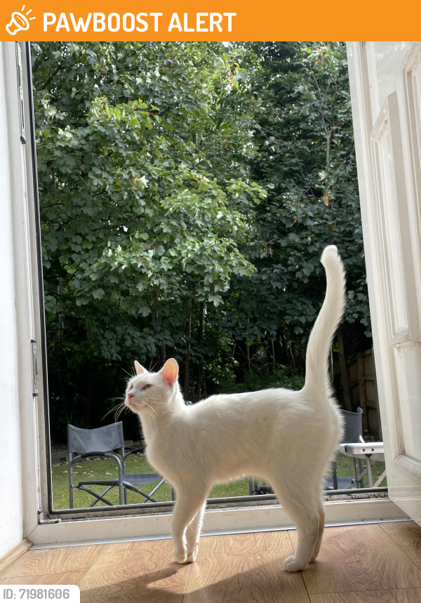 Parrs Wood, England Stray Female Cat Found Near Followed us from ...