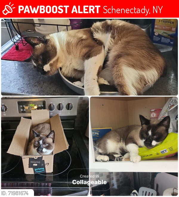 Schenectady, NY Lost Male Cat, Thor Is Missing | PawBoost