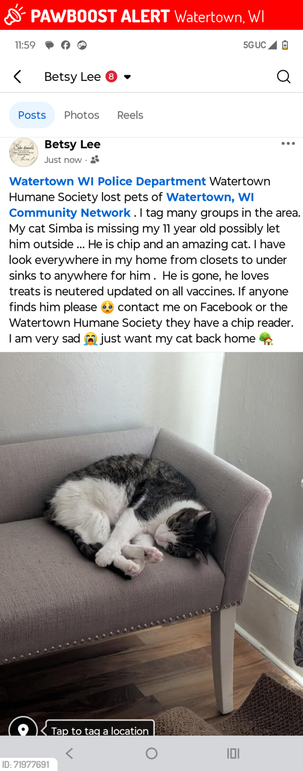 Watertown, WI Lost Male Cat, Simba Is Missing | PawBoost