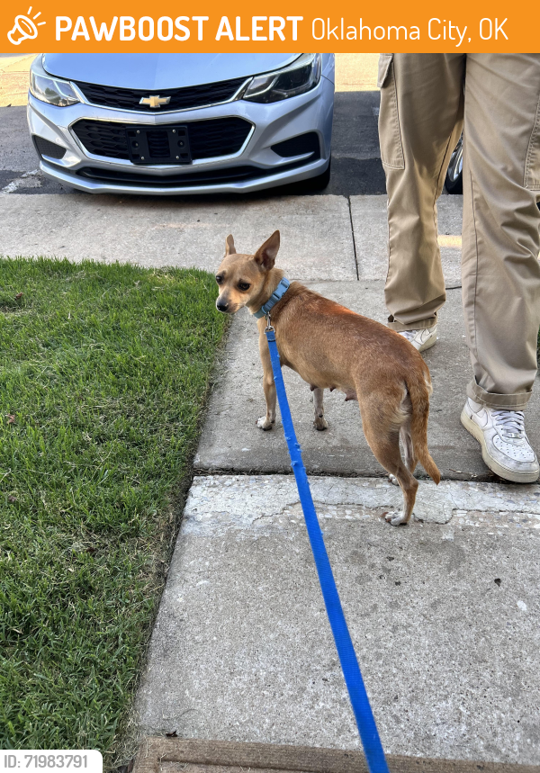 Oklahoma City, OK Stray Female Dog Found Near Brookwood park off sw el | PawBoost