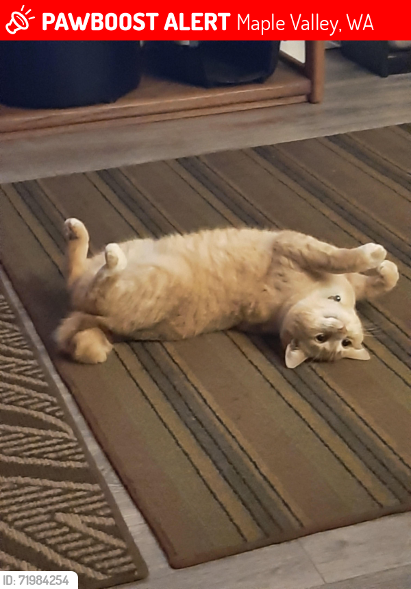 Maple Valley, WA Lost Male Cat, Gizmo Is Missing | PawBoost