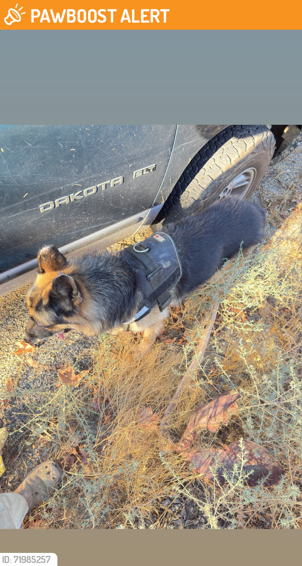 Riverside County, CA Stray Male Dog Found Near Santa Rosa Mine Road ...