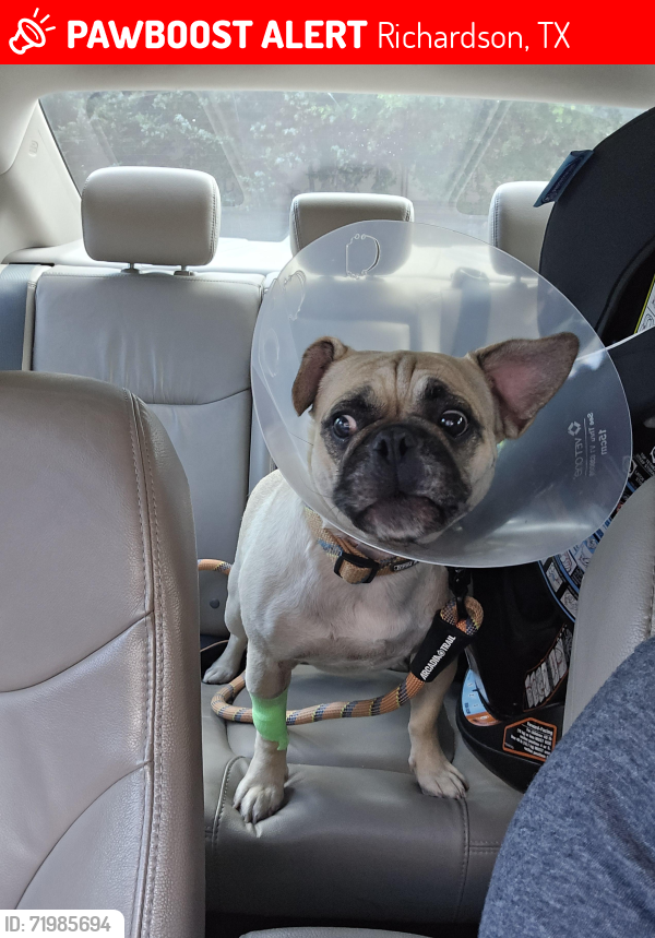 Richardson, TX Lost Male Dog, Cheech Is Missing | PawBoost