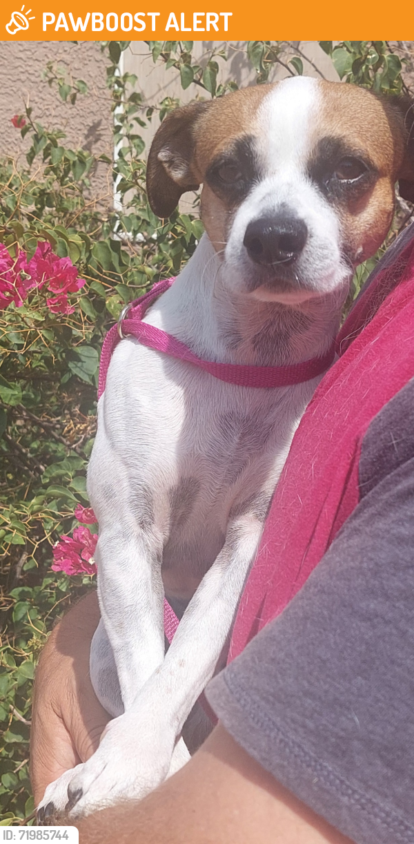 Maricopa County, AZ Stray Male Dog Found Near Brown Road and Signal ...