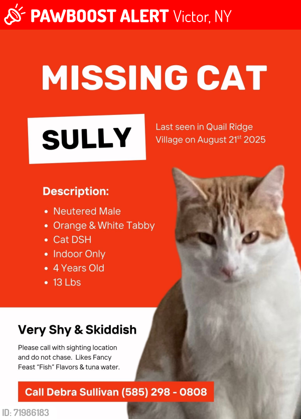 Victor, NY Lost Male Cat, Sully Is Missing | PawBoost